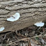 Bonner Park Loop, Pennsylvania - 245 Reviews, Map | AllTrails