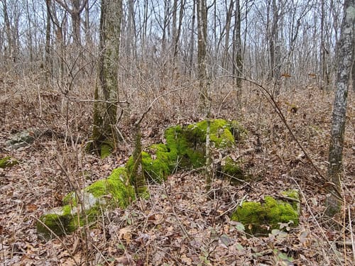 Best Hikes and Trails in Chapman Mountain Nature Preserve | AllTrails