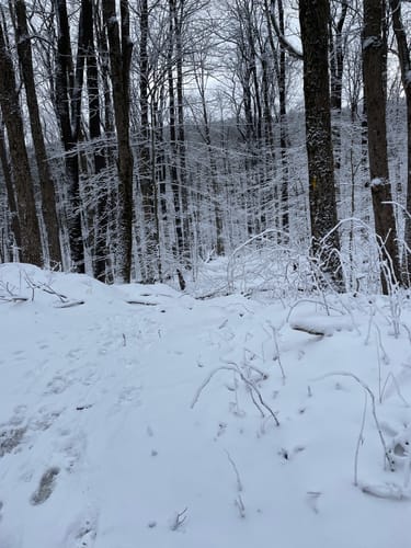 2023 Best Easy Trails in Forbes State Forest | AllTrails