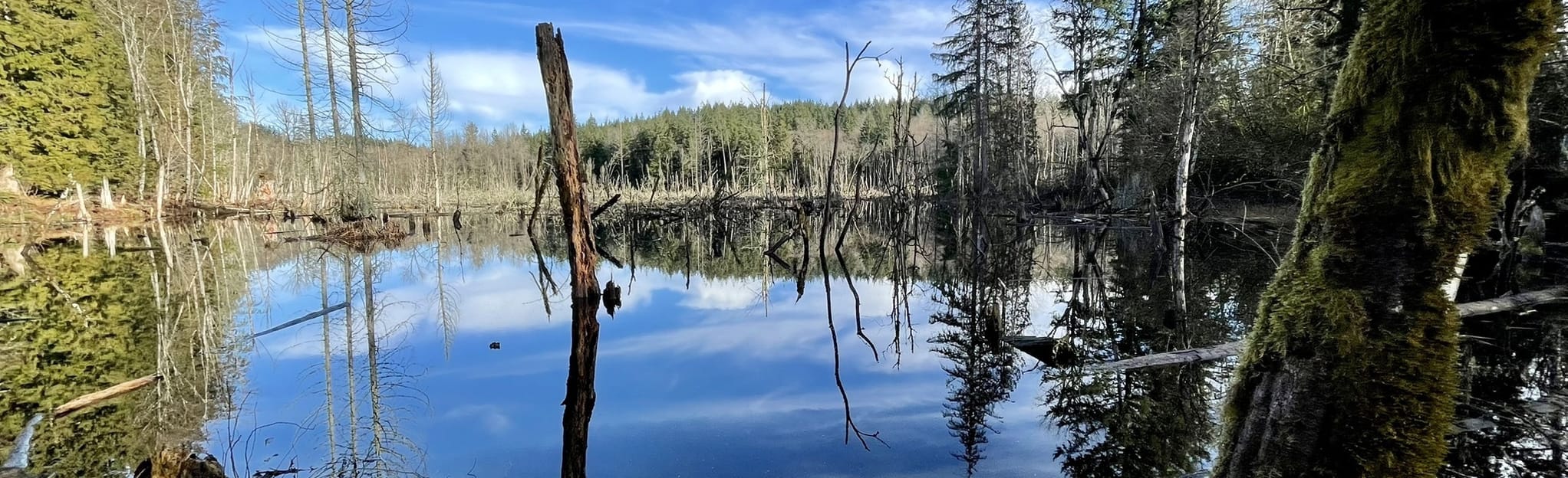 Anti-Aircraft Ridge Trail to Cougar Mountain and Coyote Creek Trail ...