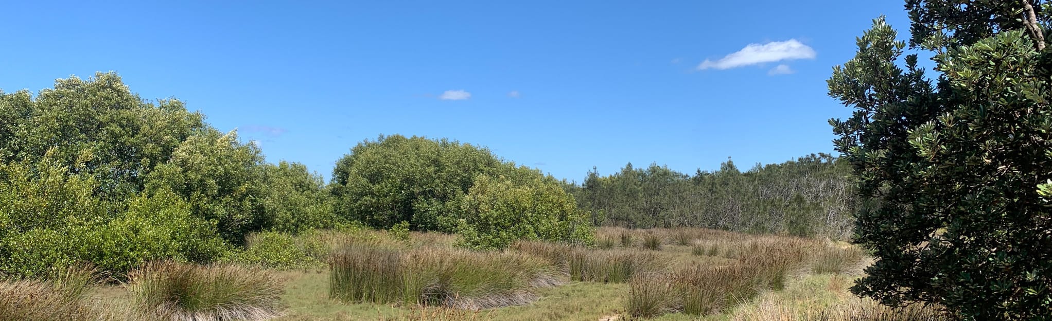 Harrington Rainforest Walk, New South Wales, Australia - 6 Reviews, Map ...