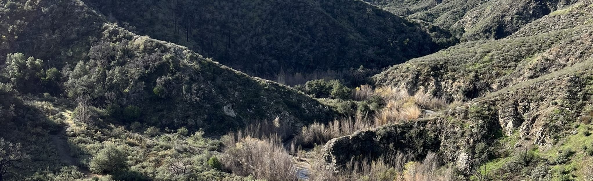 Dagger Flat Trail: 53 Reviews, Map - California | AllTrails