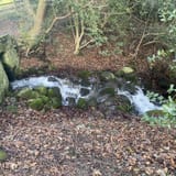 Hackfall Explorer, North Yorkshire, England - 332 Reviews, Map | AllTrails