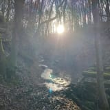 Hackfall Explorer, North Yorkshire, England - 332 Reviews, Map | AllTrails