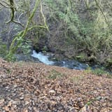 Hackfall Explorer, North Yorkshire, England - 332 Reviews, Map | AllTrails