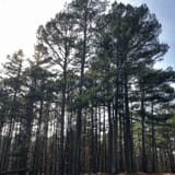 Chadwick OHV Trail, Missouri - 40 Reviews, Map | AllTrails