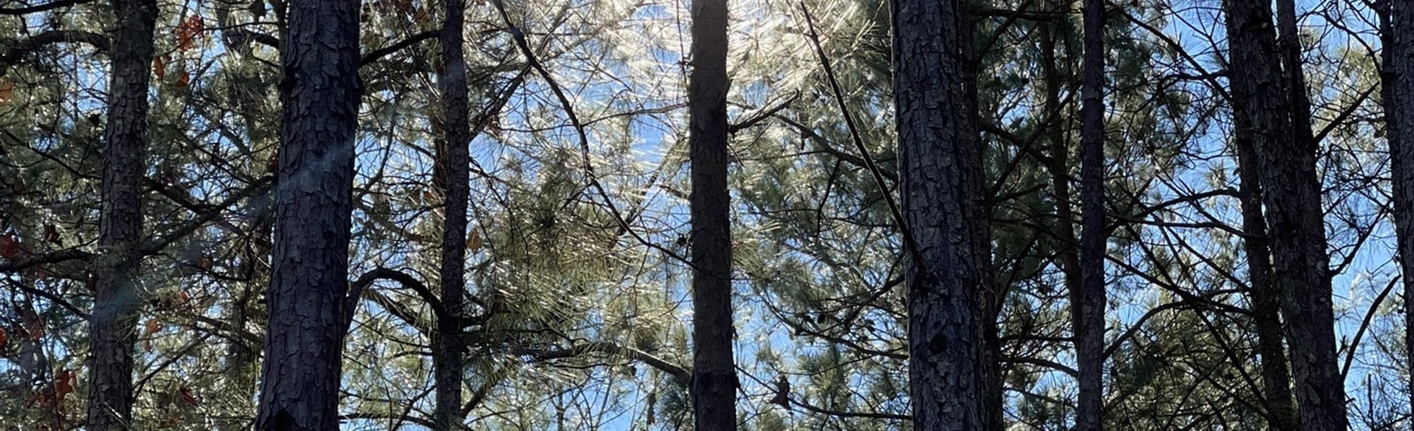 Dog River Library Loop: 21 Reviews, Map - Georgia | AllTrails