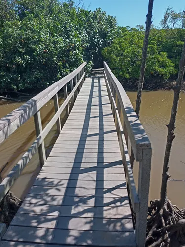 2023 Best Forest Trails in Mtunzini | AllTrails