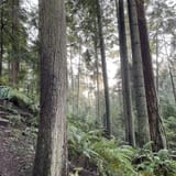 Ridge Loop Trail , Washington - 357 Reviews, Map | AllTrails