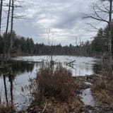 Douglas Forest Wallis Pond Loop Trail, Massachusetts - 867 Reviews, Map ...