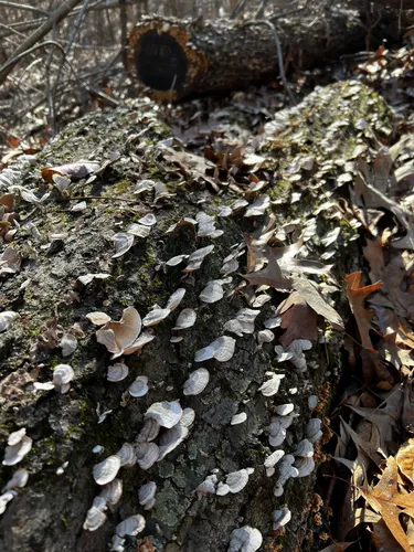 Best Hikes and Trails in Morris State Park | AllTrails