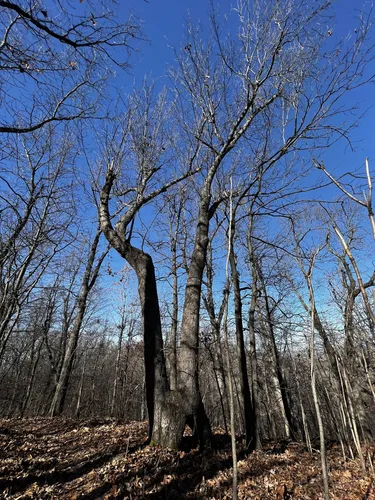 Best Hikes and Trails in Morris State Park | AllTrails