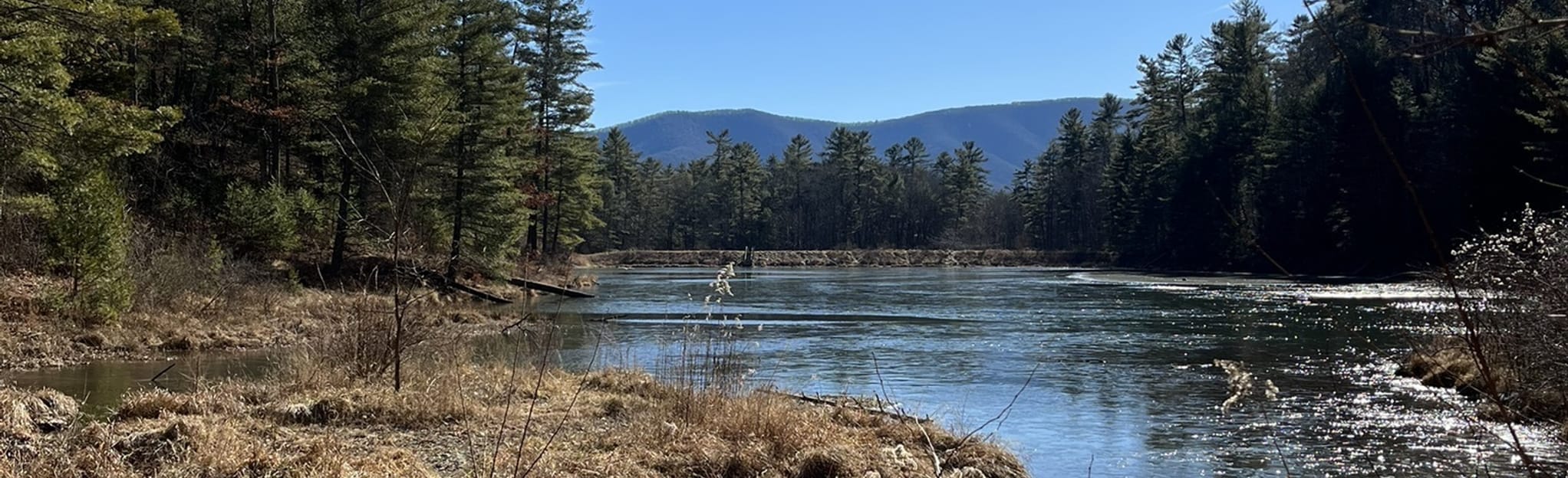 Bald Ridge Trail from Braley Pond, Virginia - 97 Reviews, Map | AllTrails