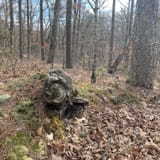 Berryman and Ozark Trail Loop, Missouri - 288 Reviews, Map | AllTrails