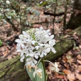 Conondale Range Great Walk: Booloumba Creek - Wongai Camp, Queensland ...