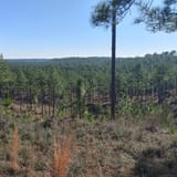 Longleaf Vista Interpretive Trail, Louisiana - 303 Reviews, Map | AllTrails