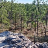 Longleaf Vista Interpretive Trail, Louisiana - 303 Reviews, Map | AllTrails