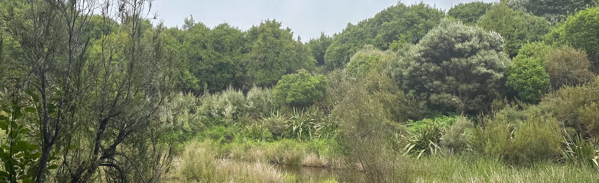 Mt Peel Track: 9 Reviews, Map - Canterbury, New Zealand | AllTrails