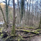 Hackfall Explorer, North Yorkshire, England - 332 Reviews, Map | AllTrails