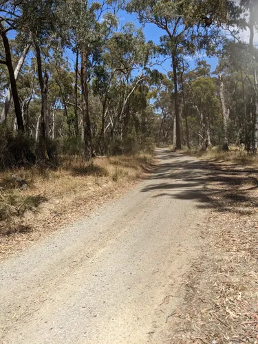 Best Forest Trails in Mount Cole State Forest | AllTrails