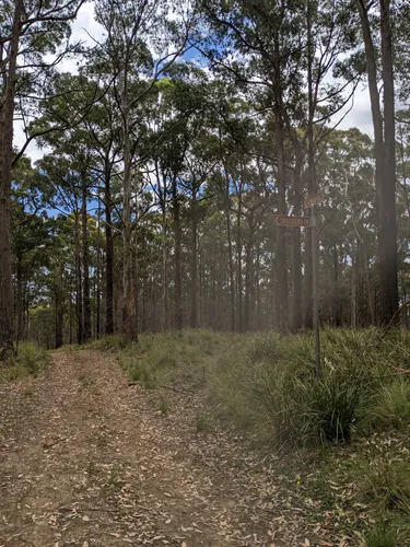 Best Hikes and Trails in Mount Cole State Forest | AllTrails