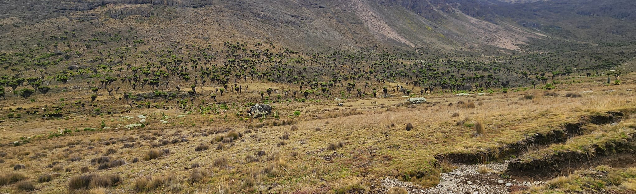 Mount Kenya Summit: Naro Moru Route to Sirimon Route: 68 foto - Central ...