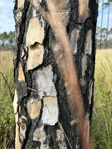 Best Hikes and Trails in Garcon Point Water Management Area | AllTrails