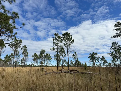 Best Hikes and Trails in Garcon Point Water Management Area | AllTrails