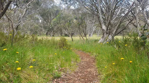 2023 Best 10 Trails, Walks, and Paths in Dinner Plain | AllTrails