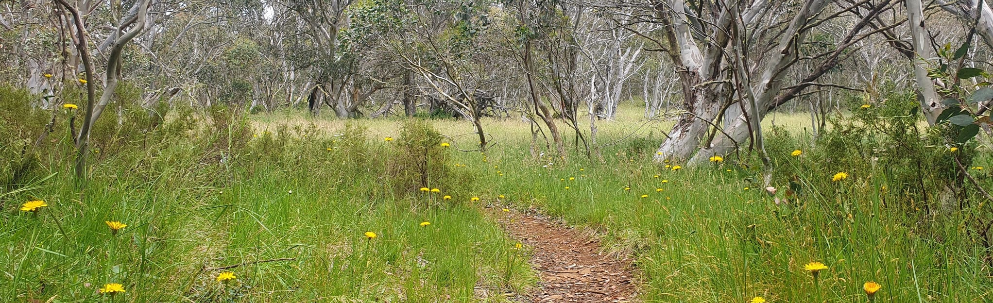 Dinner Plain Track, Victoria, Australia - Map, Guide | AllTrails
