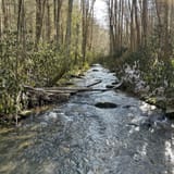 Appalachian Trail: Springer Mountain to Neels Gap, Georgia - 135 ...