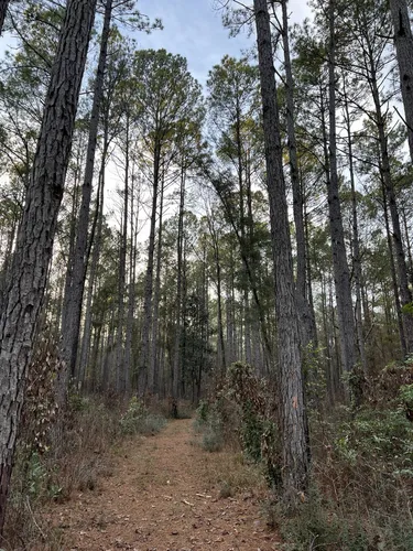 Best Hikes and Trails in Wakulla State Forest | AllTrails