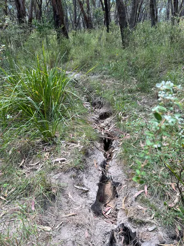 Best Hikes and Trails in Baluk Willam Flora Reserve | AllTrails