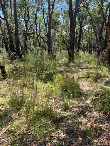 Best Hikes and Trails in Baluk Willam Flora Reserve | AllTrails