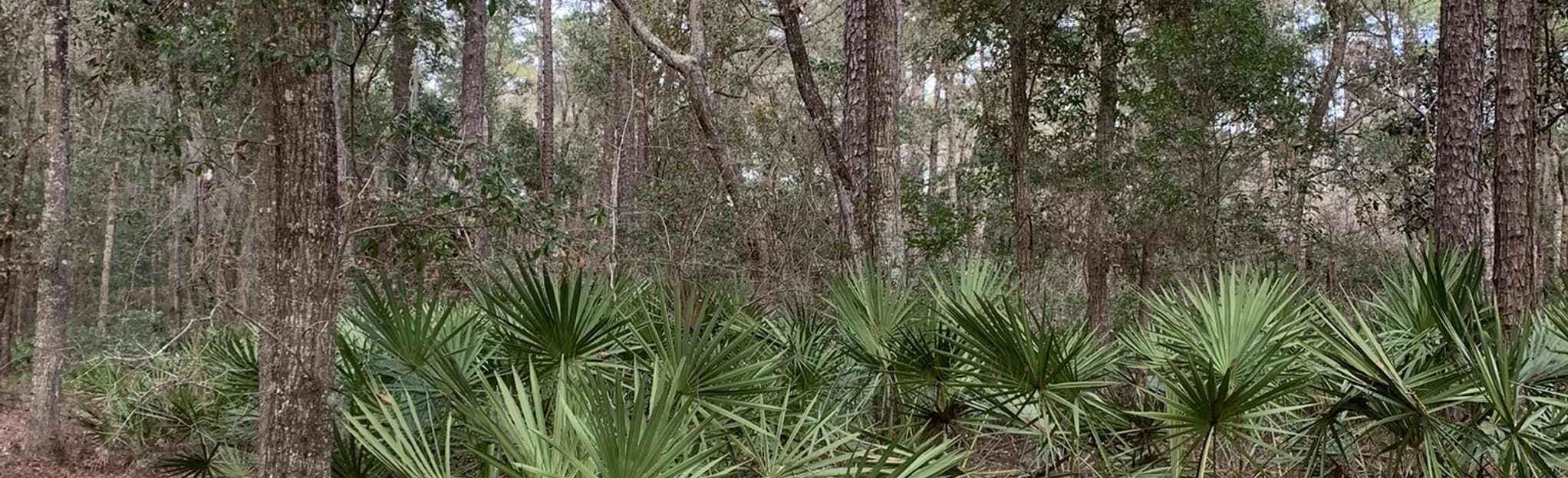 Deer Bone Trail: 73 Reviews, Map - South Carolina | AllTrails