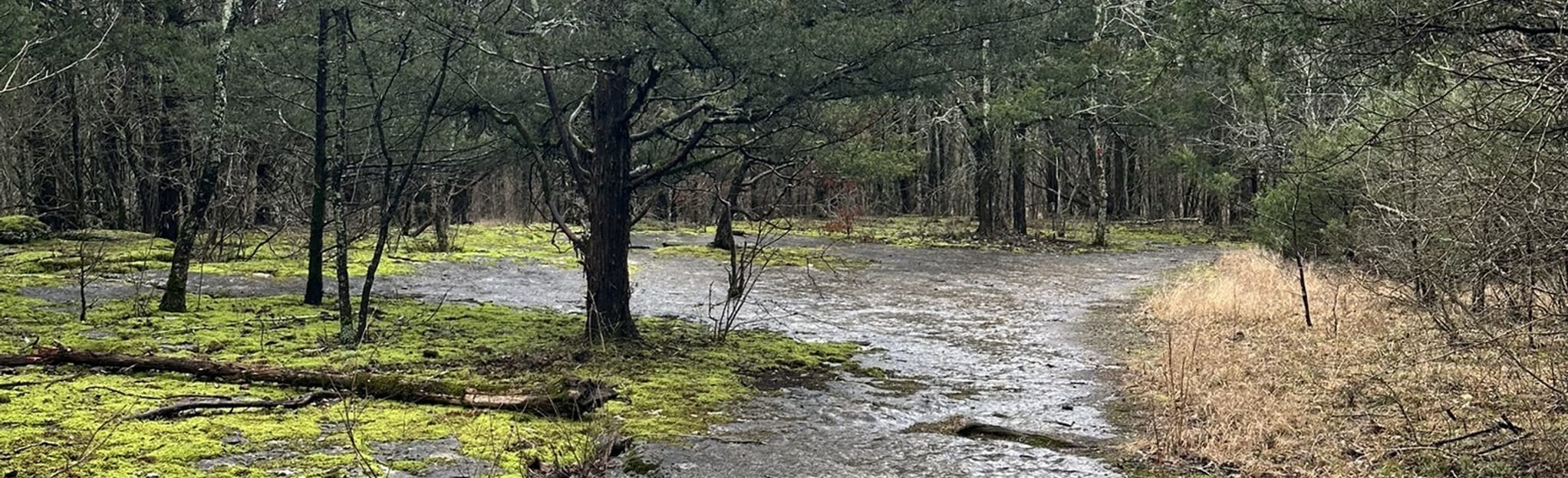 Hickory Ridge Inner Loop, Tennessee - 160 Reviews, Map | AllTrails