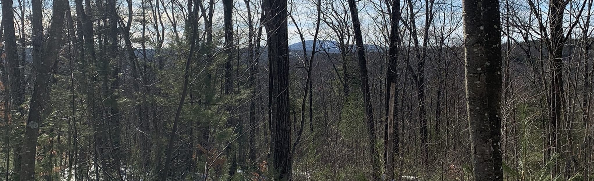 Bushwhack Loop: 39 Reviews, Map - Massachusetts | AllTrails