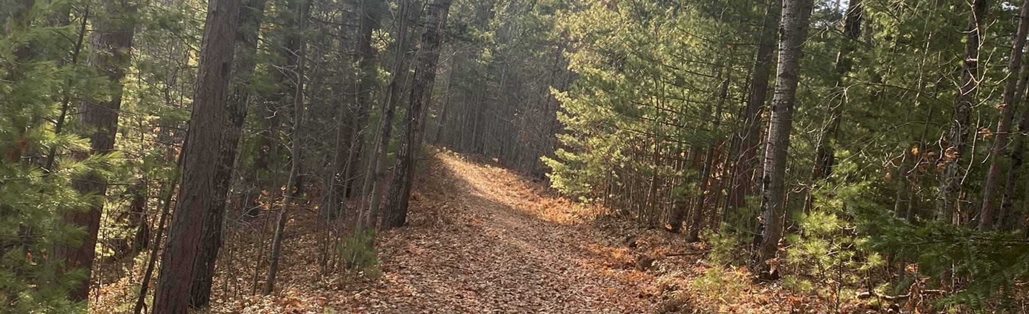 Blueberry Ridge, Michigan - 28 Reviews, Map | AllTrails