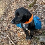 Berryman and Ozark Trail Loop, Missouri - 288 Reviews, Map | AllTrails