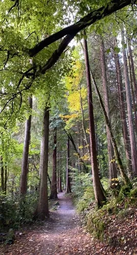 Best Hikes and Trails in Curraghchase Forest Park | AllTrails