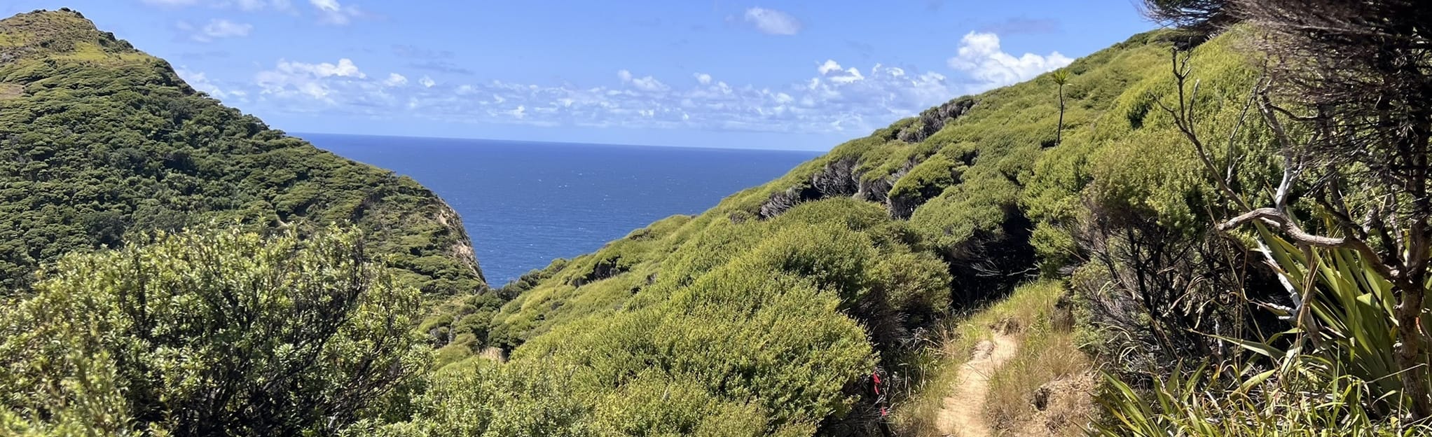 Cape Brett Track: 131 Reviews, Map - Northland, New Zealand | AllTrails