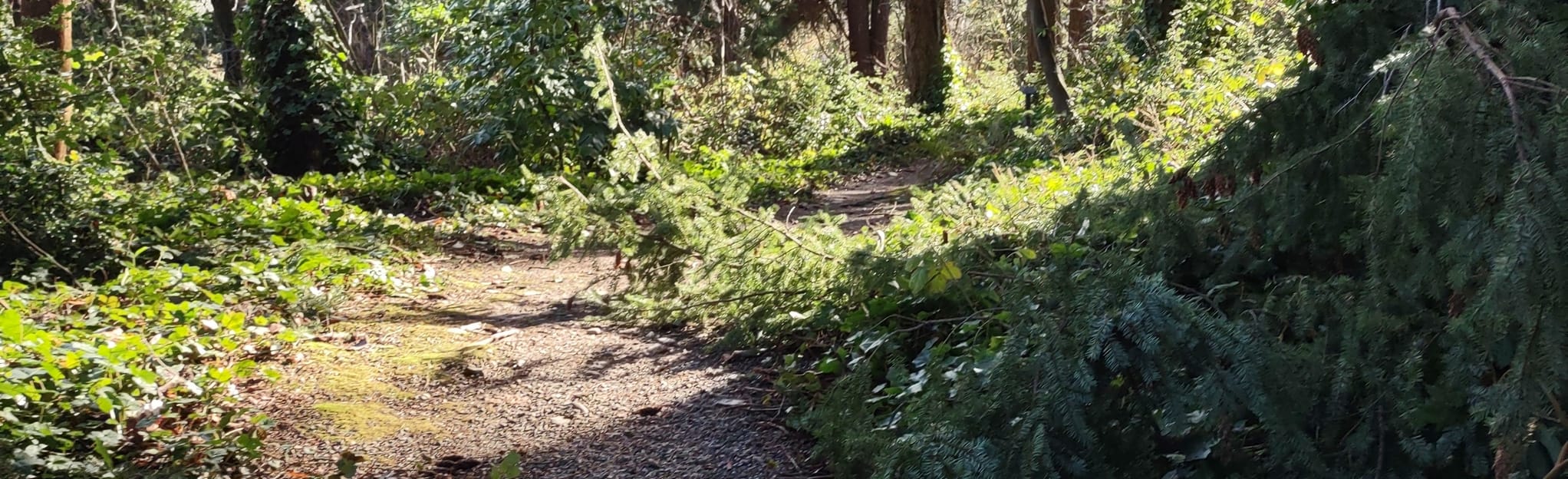 Mathison Park Loop, Washington - 9 Reviews, Map | AllTrails