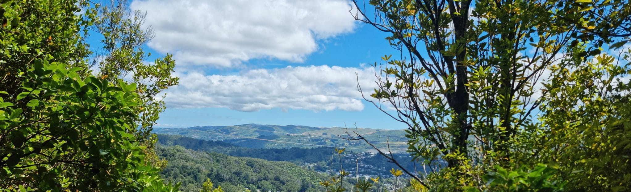 Tawhai Loop | Mappa, Guida - Wellington, New Zealand | AllTrails