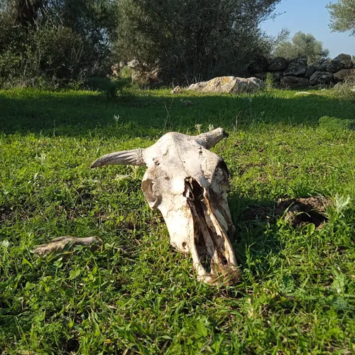 Best Hikes and Trails in Yishai Forest | AllTrails