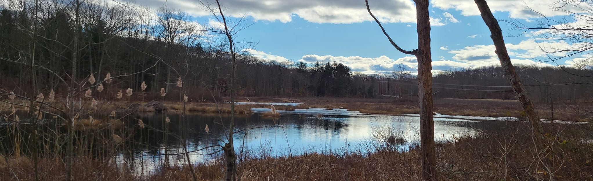 South Loop to Bishop Swamp, Connecticut - 47 Reviews, Map | AllTrails