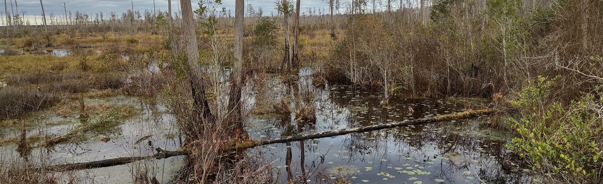 Trembling Earth Nature Trail, Georgia - 47 Reviews, Map | AllTrails