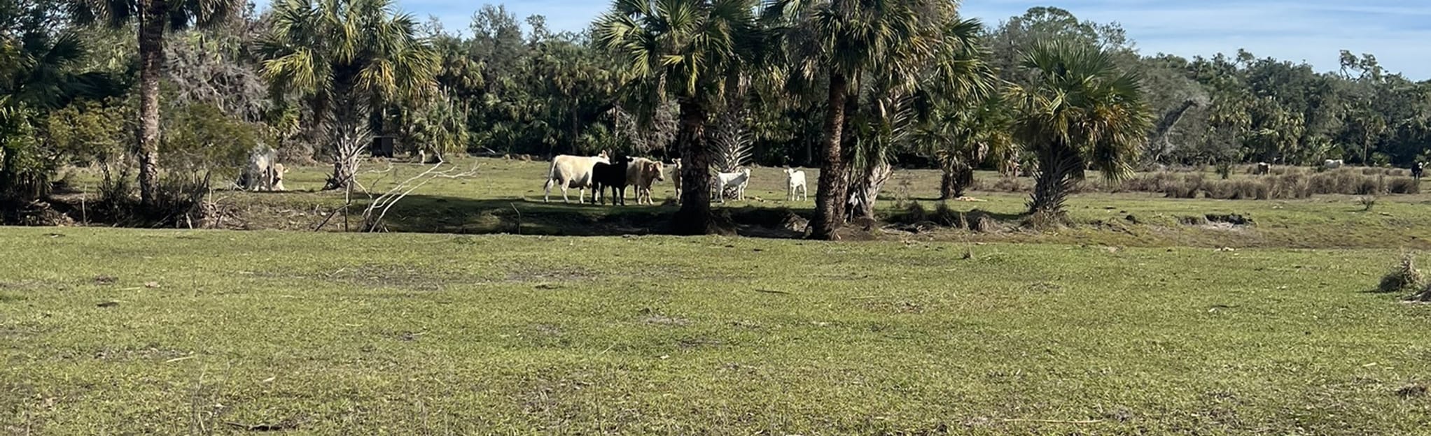 Walton Ranch Trail, Florida - 103 Reviews, Map | AllTrails