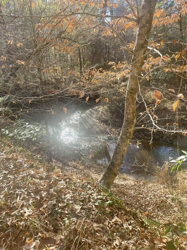 Best Hikes and Trails in Sabine National Forest | AllTrails