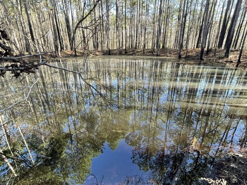 Best Hikes and Trails in Sabine National Forest | AllTrails