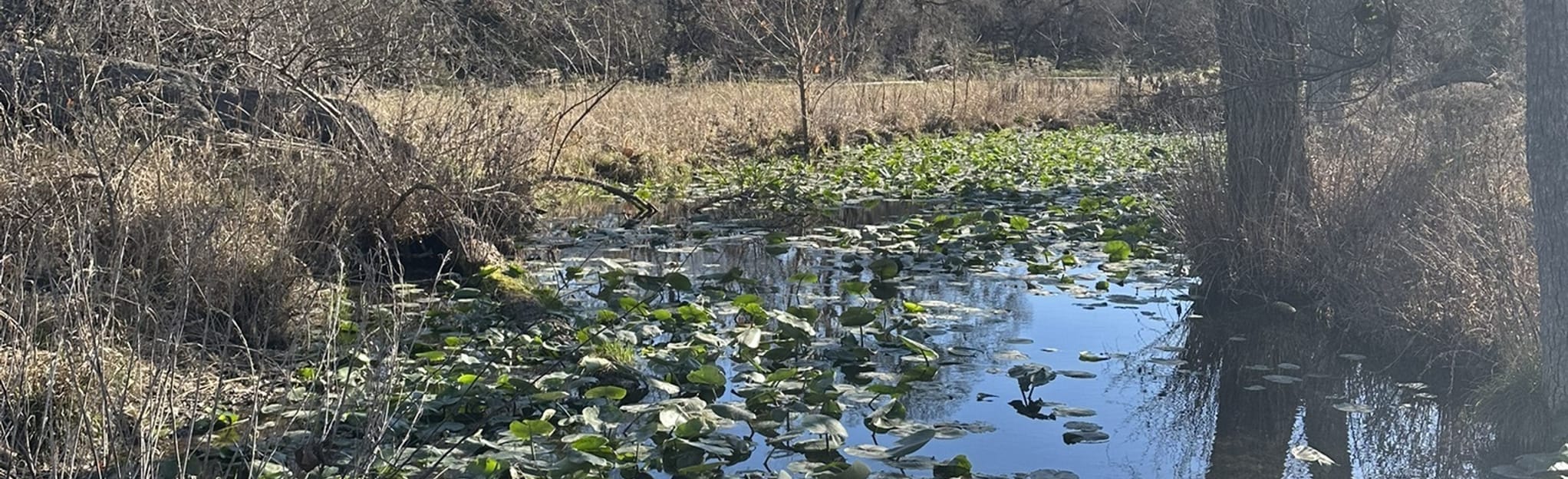 Gorman Springs Trail: 14 Reviews, 130 Photos, Map - Texas | AllTrails